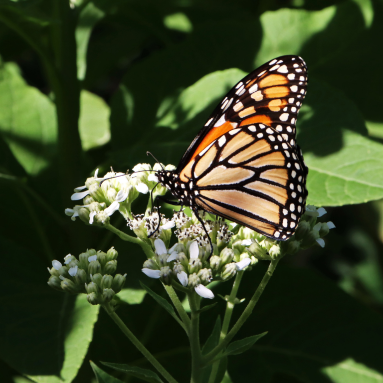 Plan Your Visit - Texas Discovery Gardens