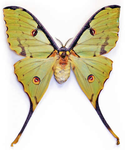 Butterfly House and Insectarium - Texas Discovery Gardens