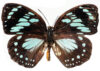 Butterfly House and Insectarium - Texas Discovery Gardens