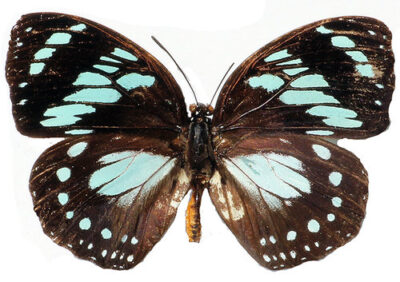 Butterfly House and Insectarium - Texas Discovery Gardens