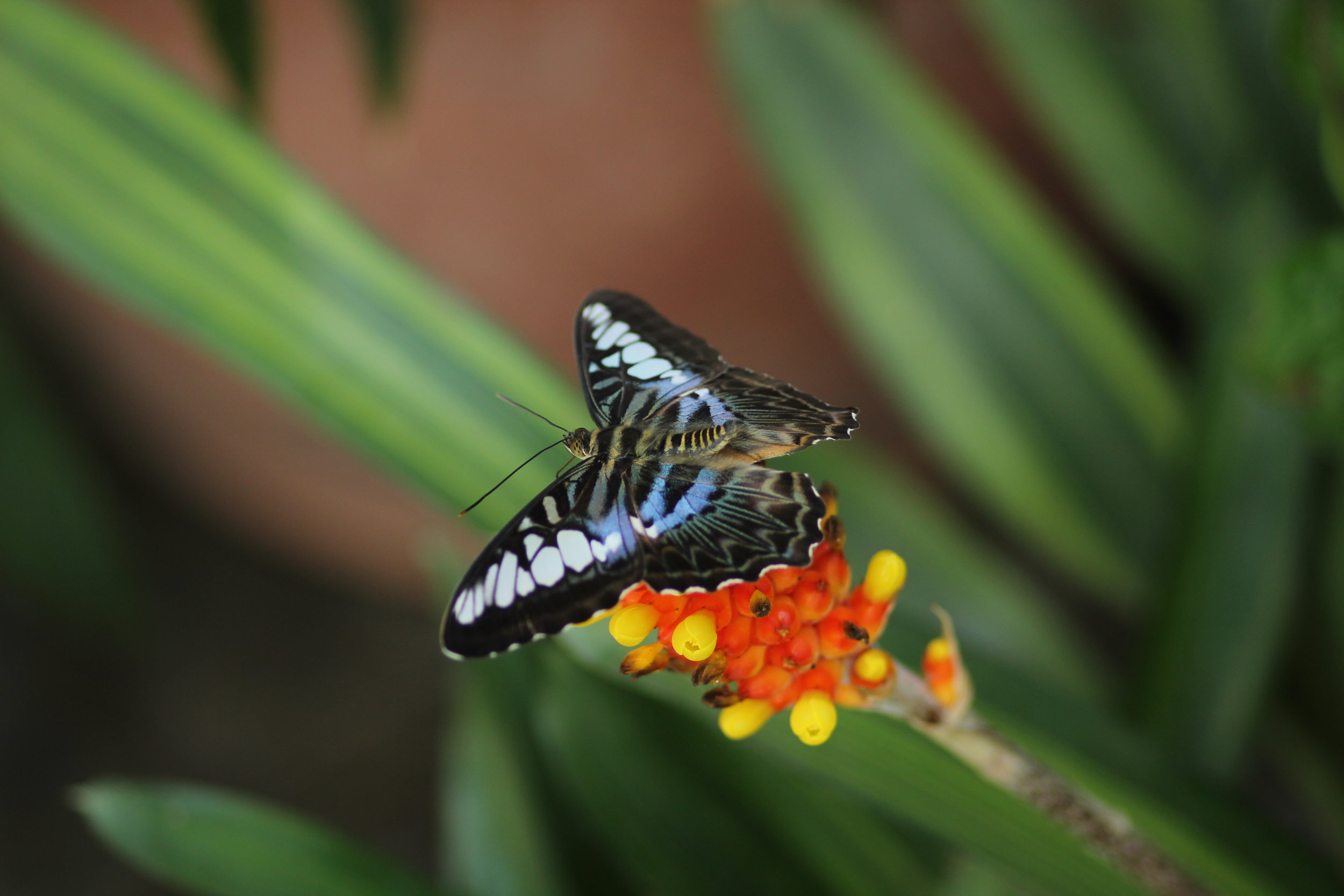 Clippers - Texas Discovery Gardens