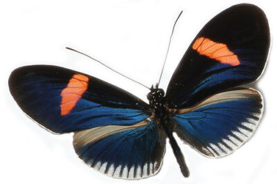 Butterfly House and Insectarium - Texas Discovery Gardens