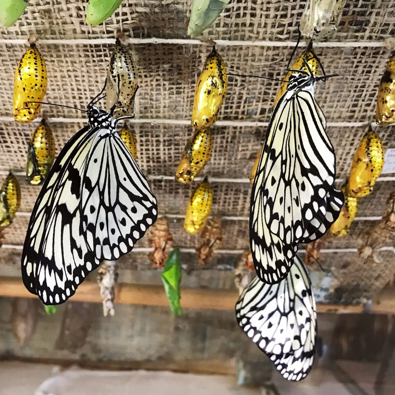 Butterfly Release - Texas Discovery Gardens