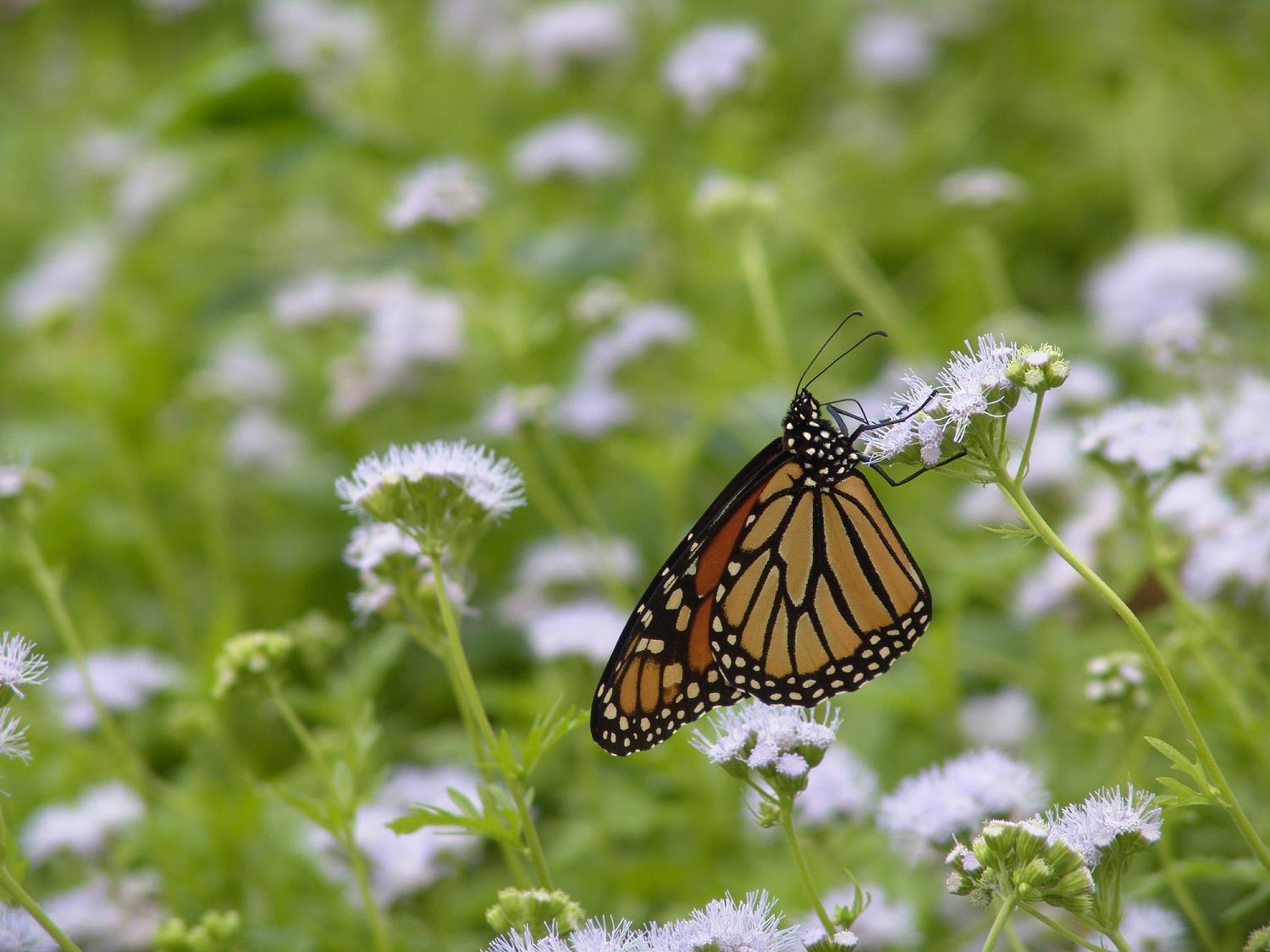 Monarch Madness - Texas Discovery Gardens