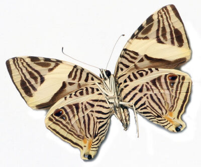 Butterfly House and Insectarium - Texas Discovery Gardens