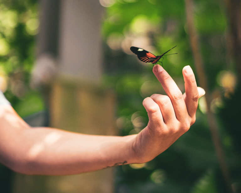 Butterfly Release - Texas Discovery Gardens
