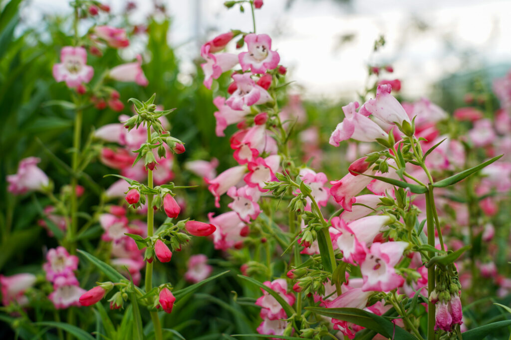Become a Member - Membership - Texas Discovery Gardens