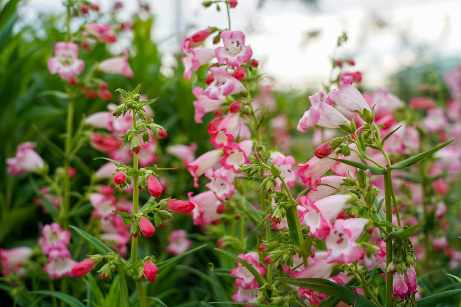Become a Member - Membership - Texas Discovery Gardens
